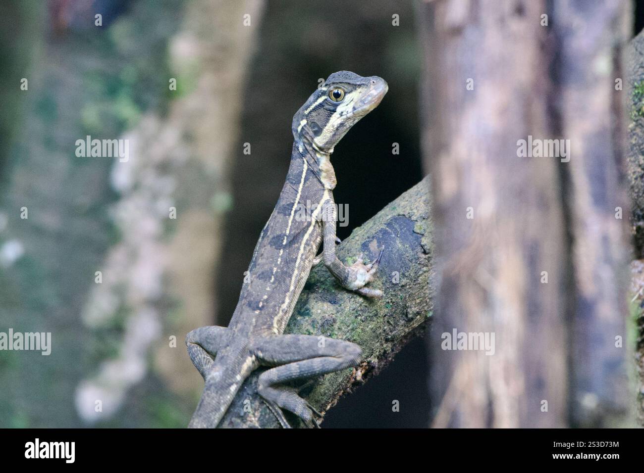 Common Basilisk (Basiliscus basiliscus Stock Photo - Alamy