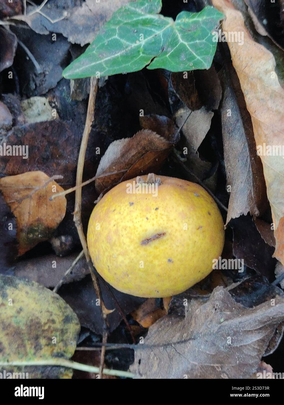 European Wild Apple (Malus sylvestris Stock Photo - Alamy
