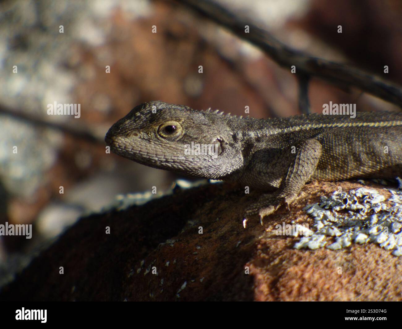 Nobbi Dragon (Diporiphora nobbi Stock Photo - Alamy