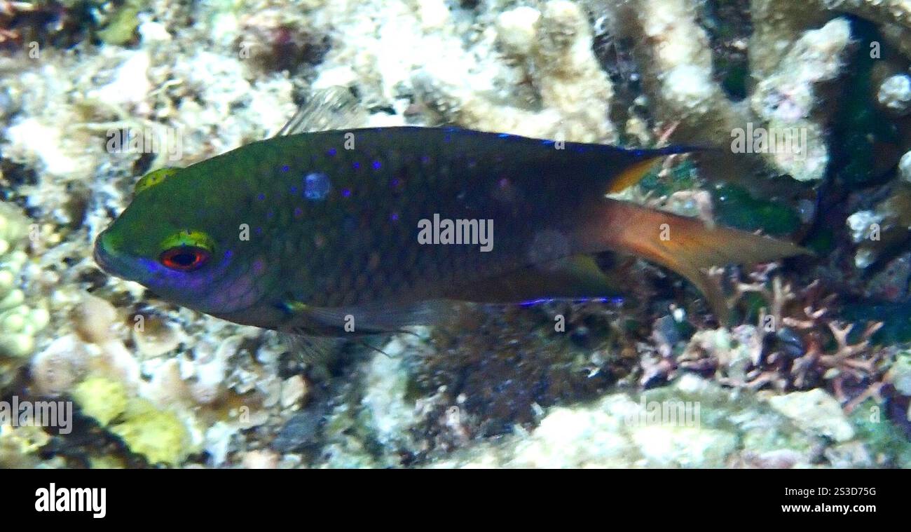 Jewel Damsel (Stegastes lacrymatus Stock Photo - Alamy