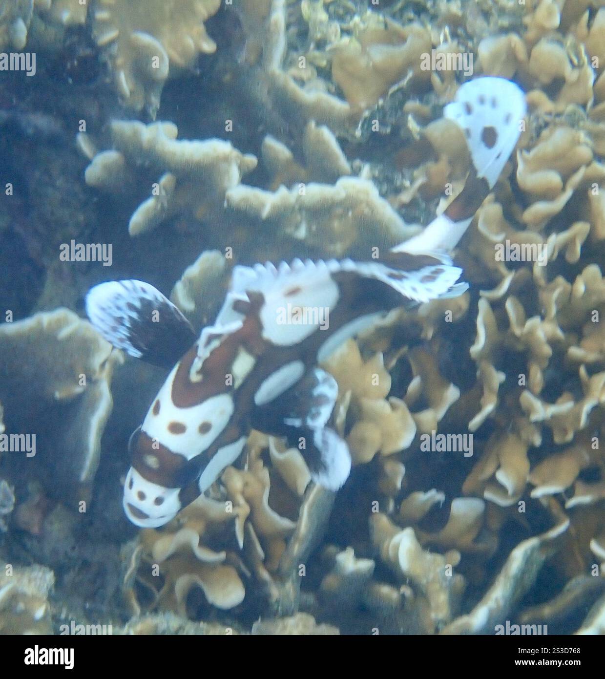 Harlequin Sweetlips (Plectorhinchus chaetodonoides Stock Photo - Alamy