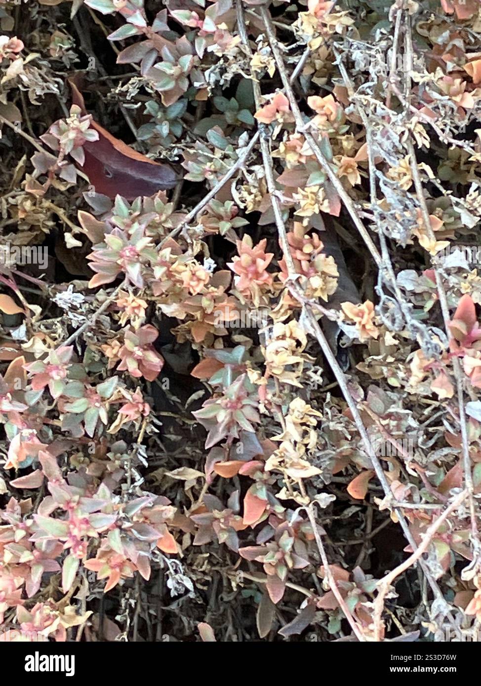 berry saltbush (Atriplex semibaccata Stock Photo - Alamy