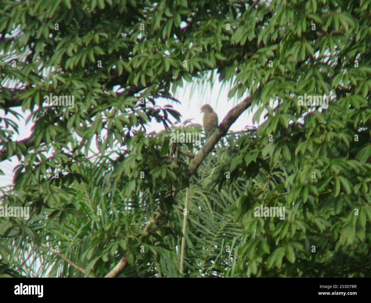 Western Banded Snake-Eagle (Circaetus cinerascens Stock Photo - Alamy
