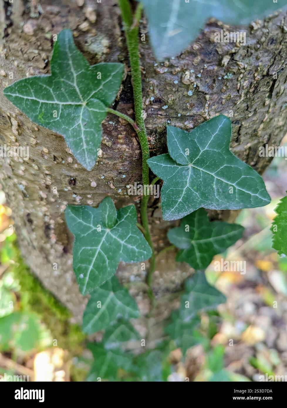Atlantic Ivy (Hedera hibernica Stock Photo - Alamy