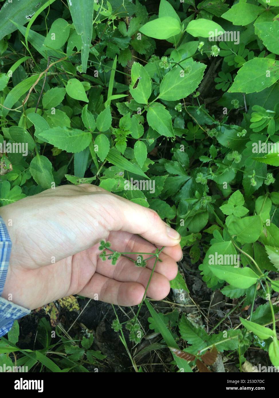 Black Snakeroot (Sanicula canadensis Stock Photo - Alamy