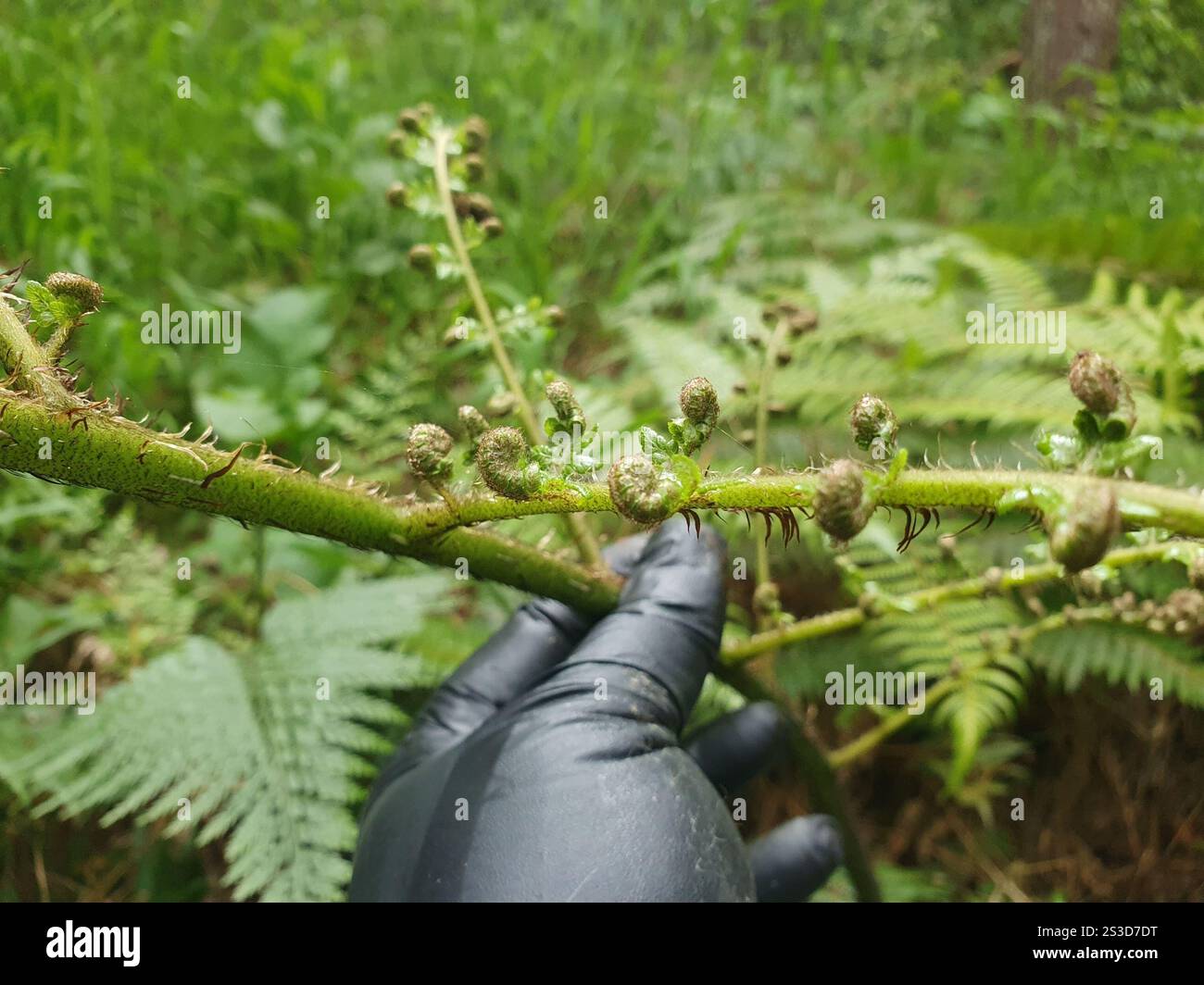silver fern (Cyathea dealbata Stock Photo - Alamy