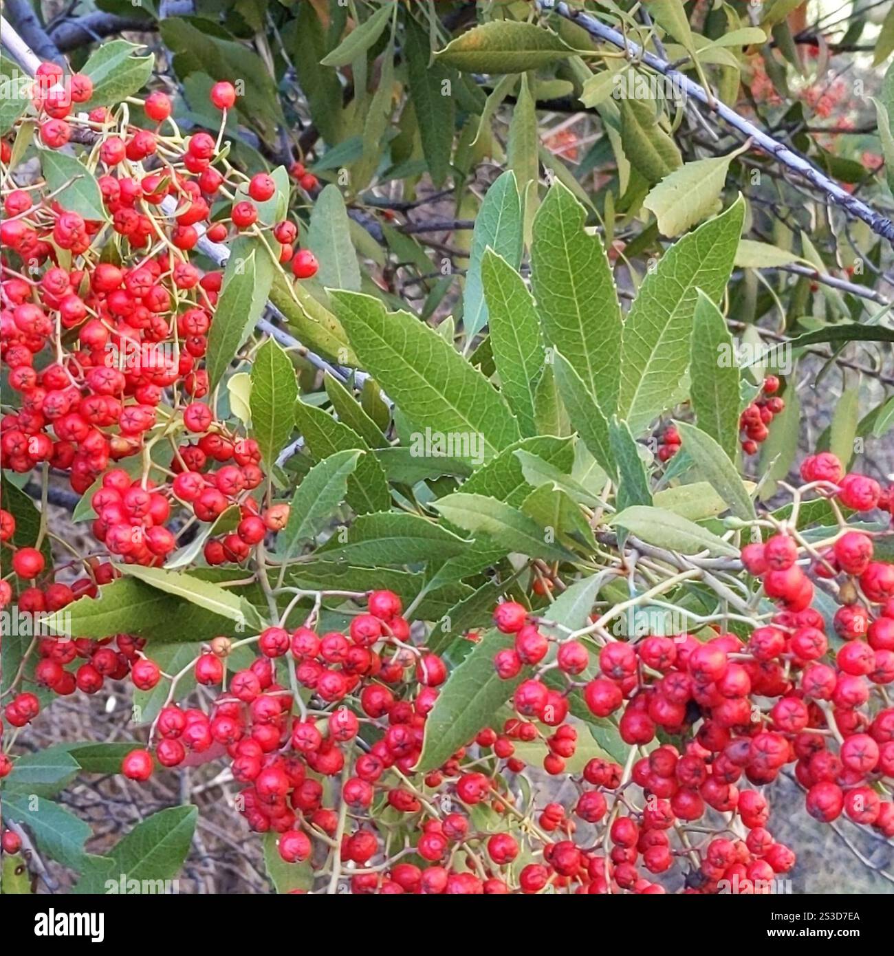 Toyon (Heteromeles arbutifolia Stock Photo - Alamy