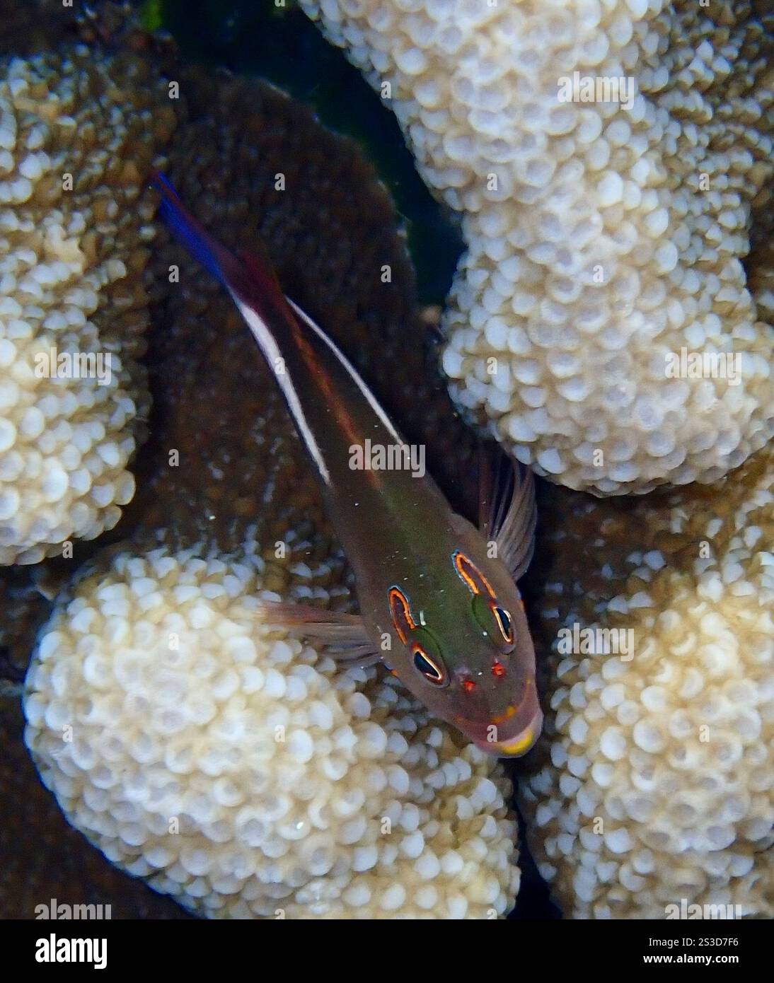 Arc-eye Hawkfish (Paracirrhites arcatus Stock Photo - Alamy