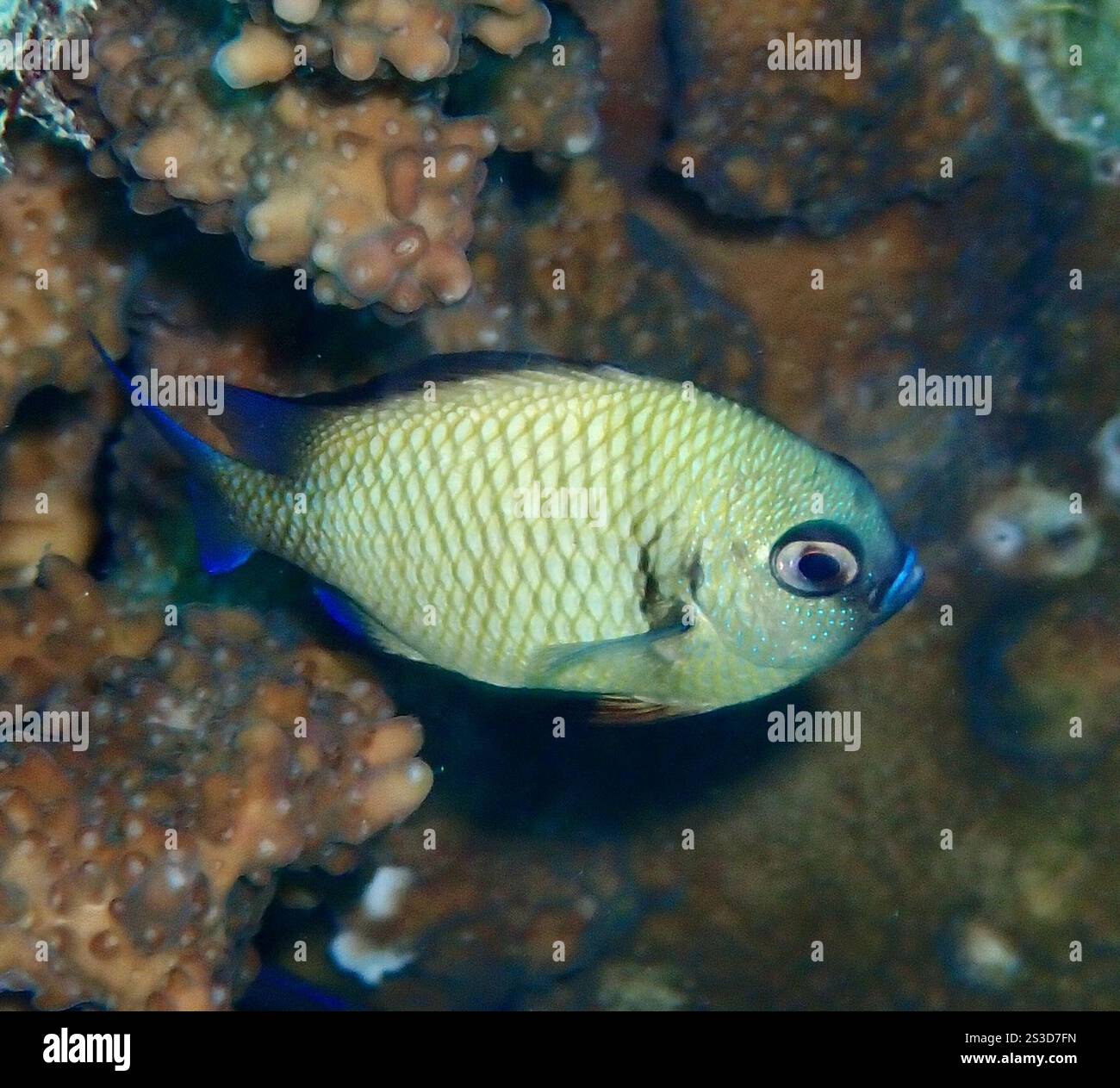 Reticulated Damselfish (Dascyllus reticulatus Stock Photo - Alamy