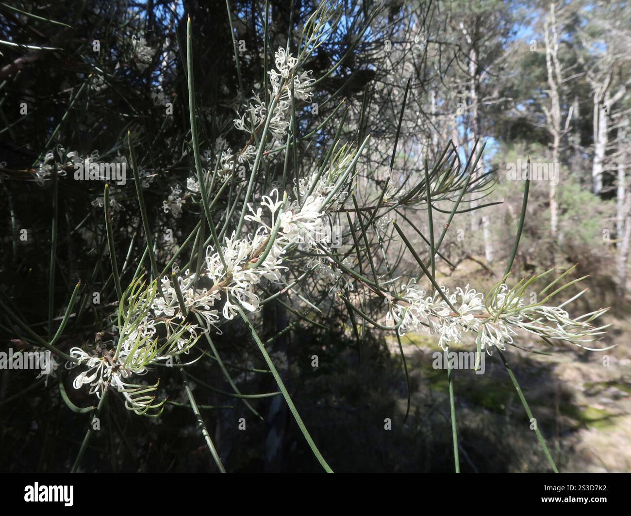 Mountain Needlewood (Hakea lissosperma Stock Photo - Alamy