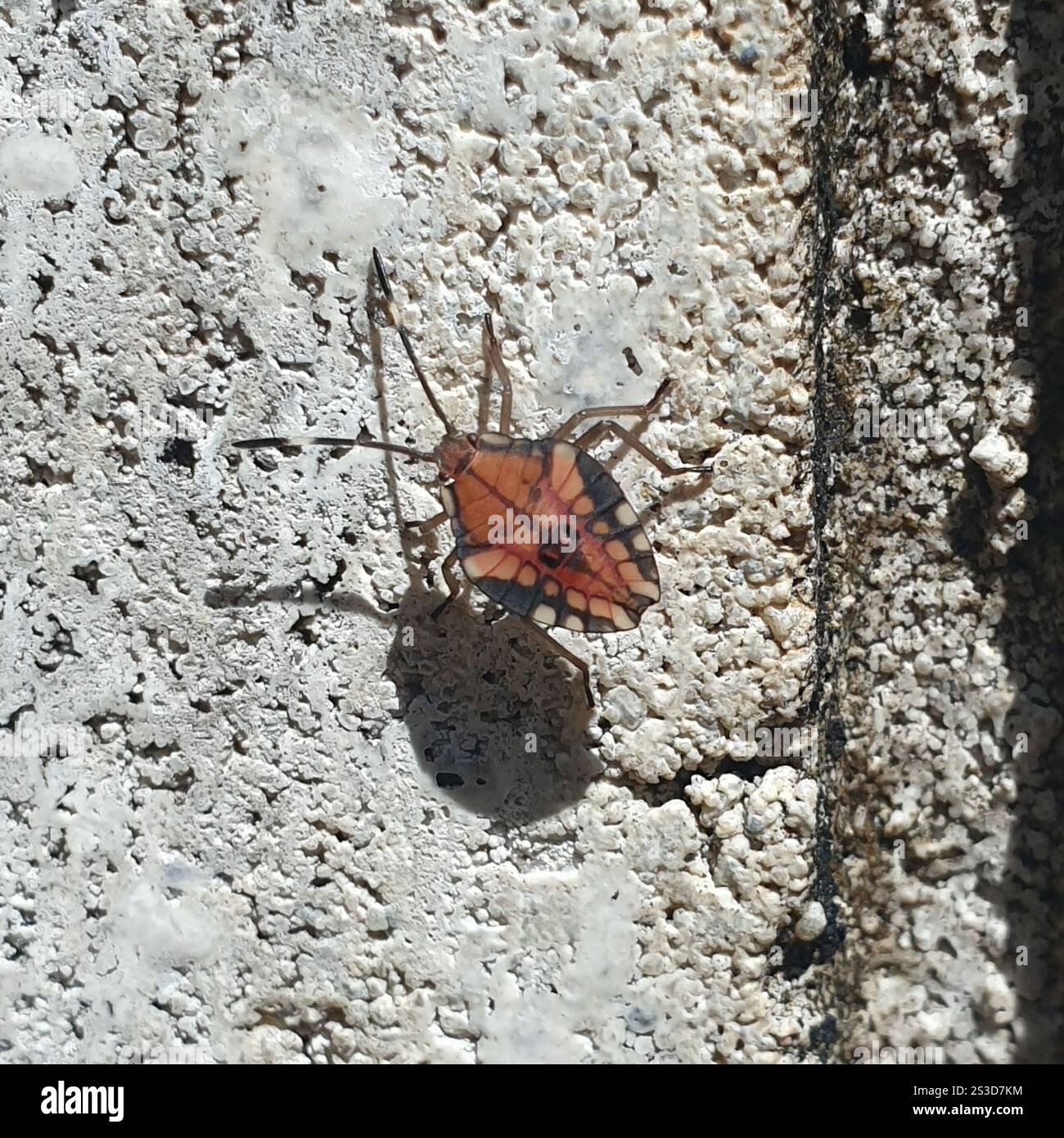 Lychee Stink Bug (Lyramorpha rosea Stock Photo - Alamy