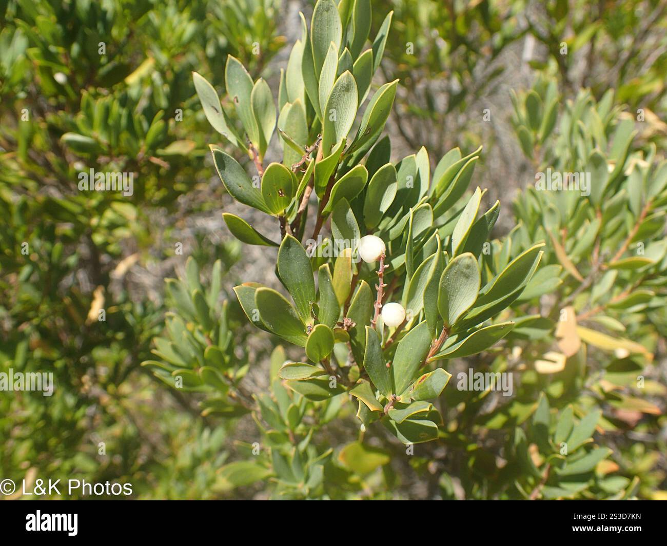 coastal beard-heath (Leucopogon parviflorus Stock Photo - Alamy