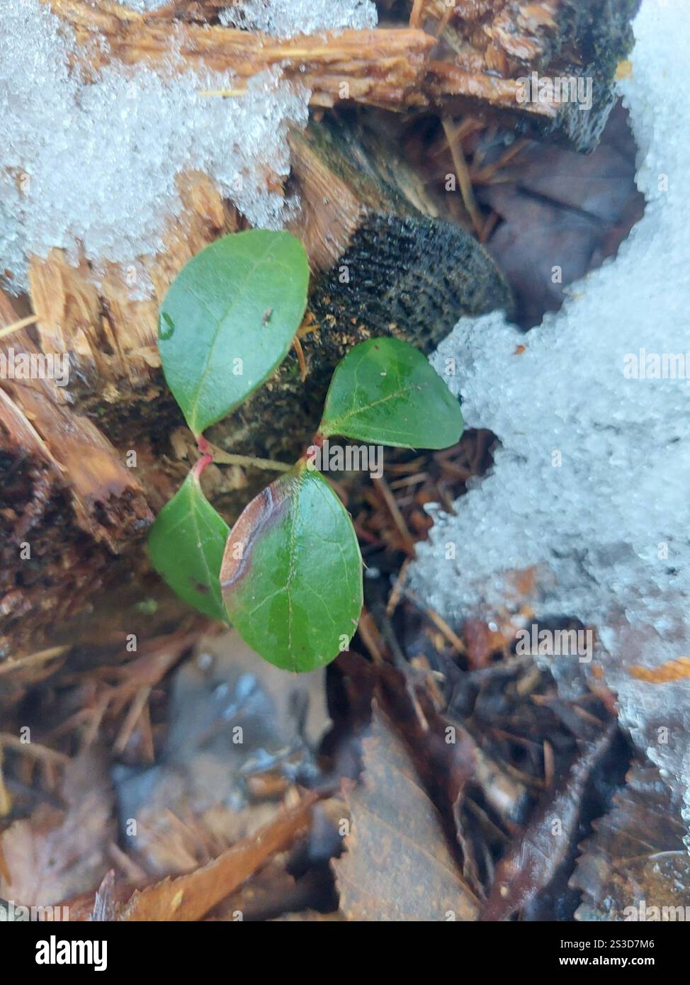 Eastern Teaberry (Gaultheria procumbens Stock Photo - Alamy
