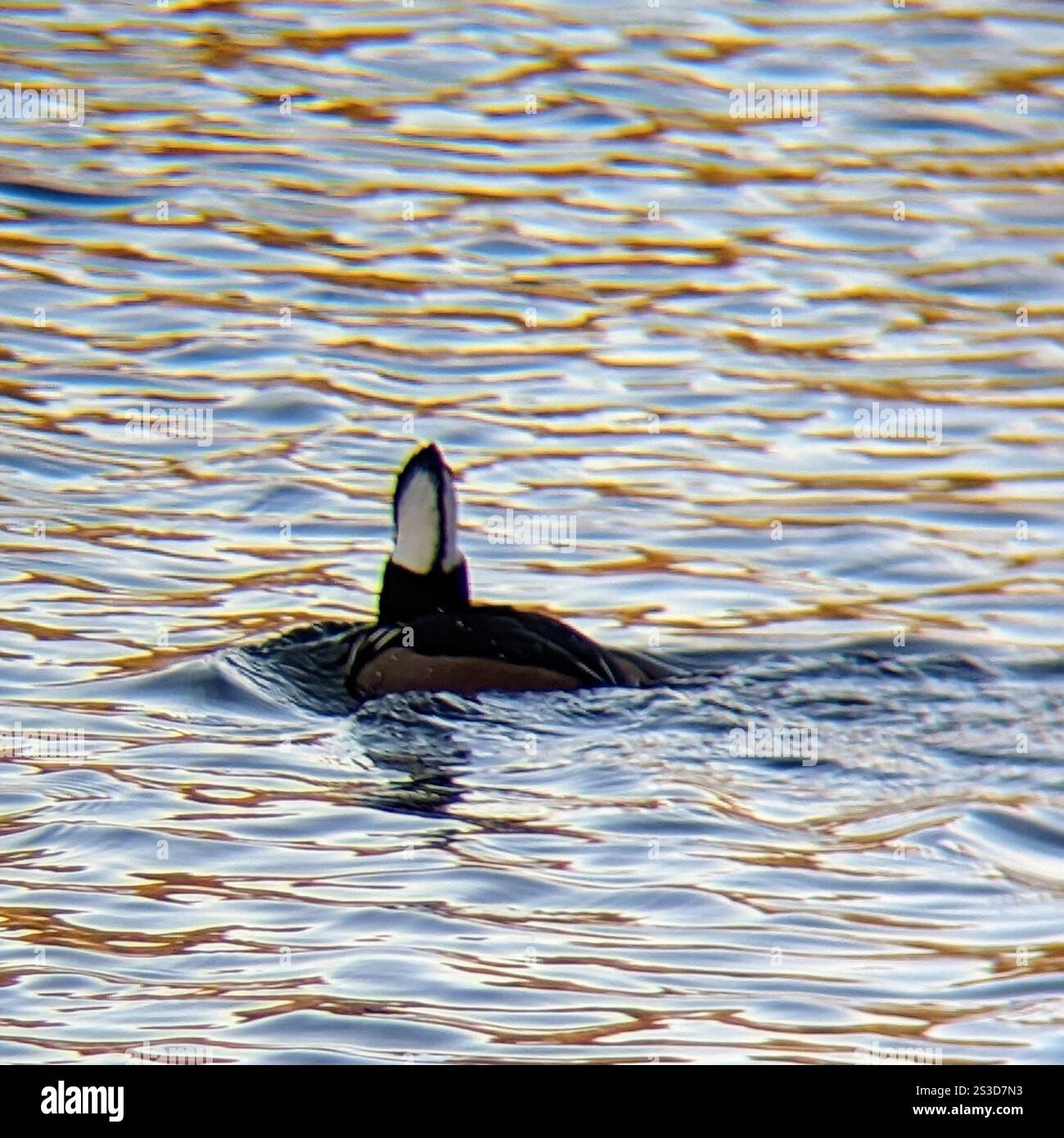 Hooded Merganser (Lophodytes cucullatus Stock Photo - Alamy