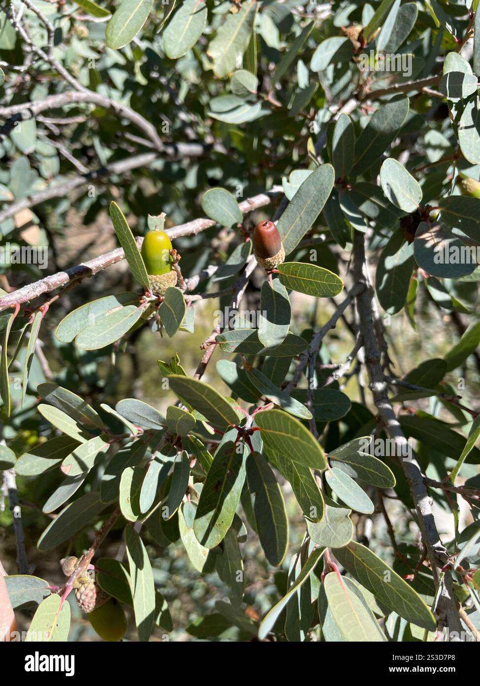 Mexican blue oak (Quercus oblongifolia Stock Photo - Alamy