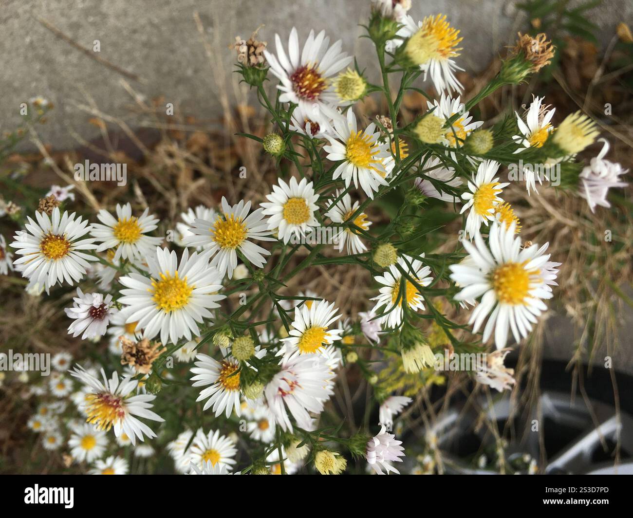 Frost Aster (Symphyotrichum pilosum pilosum Stock Photo - Alamy