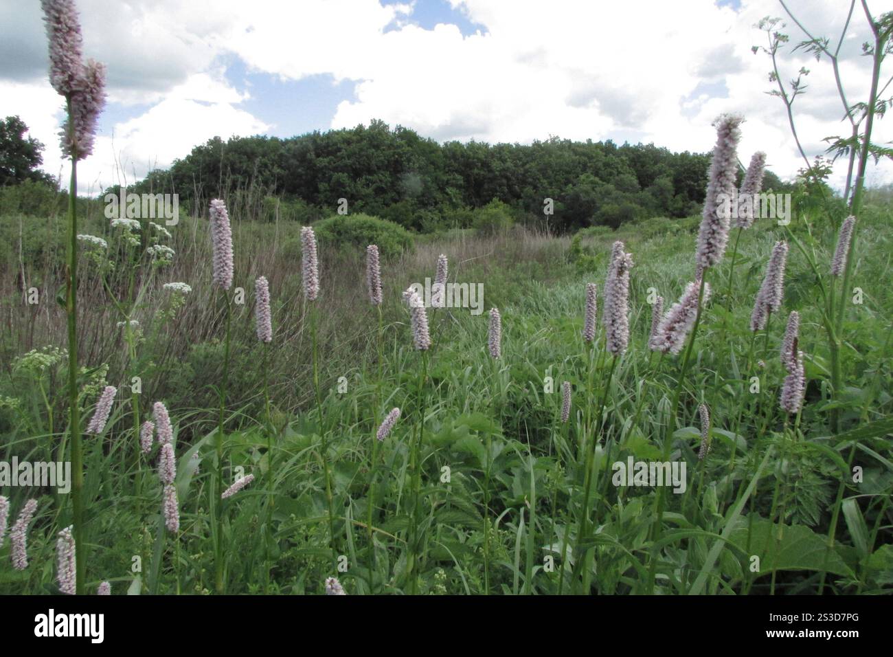 common bistort (Bistorta officinalis Stock Photo - Alamy