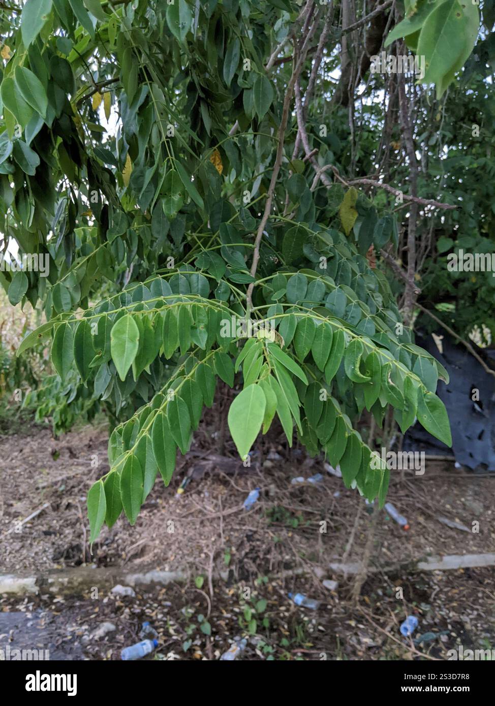 Fence Post Tree (Gliricidia sepium Stock Photo - Alamy