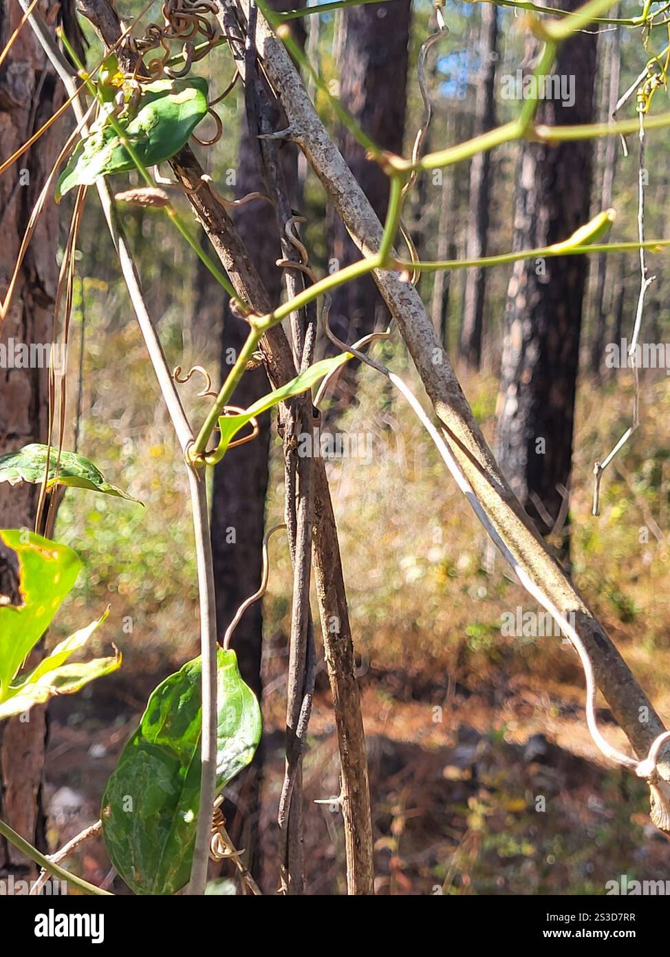 sawbrier (Smilax glauca Stock Photo - Alamy