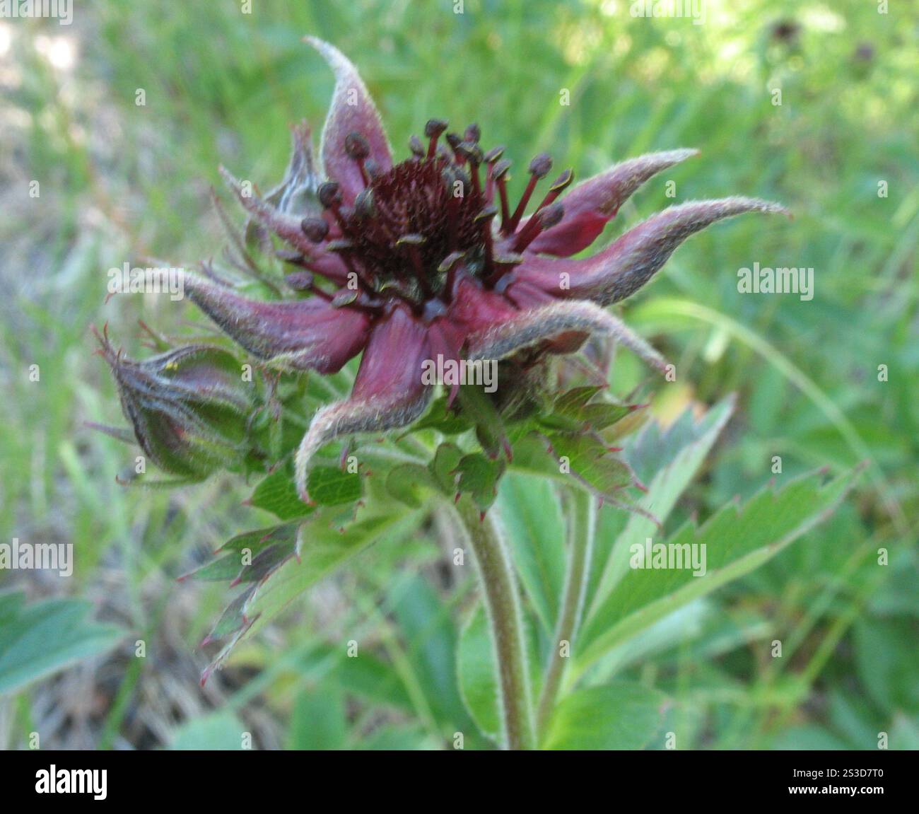 marsh cinquefoil (Comarum palustre Stock Photo - Alamy