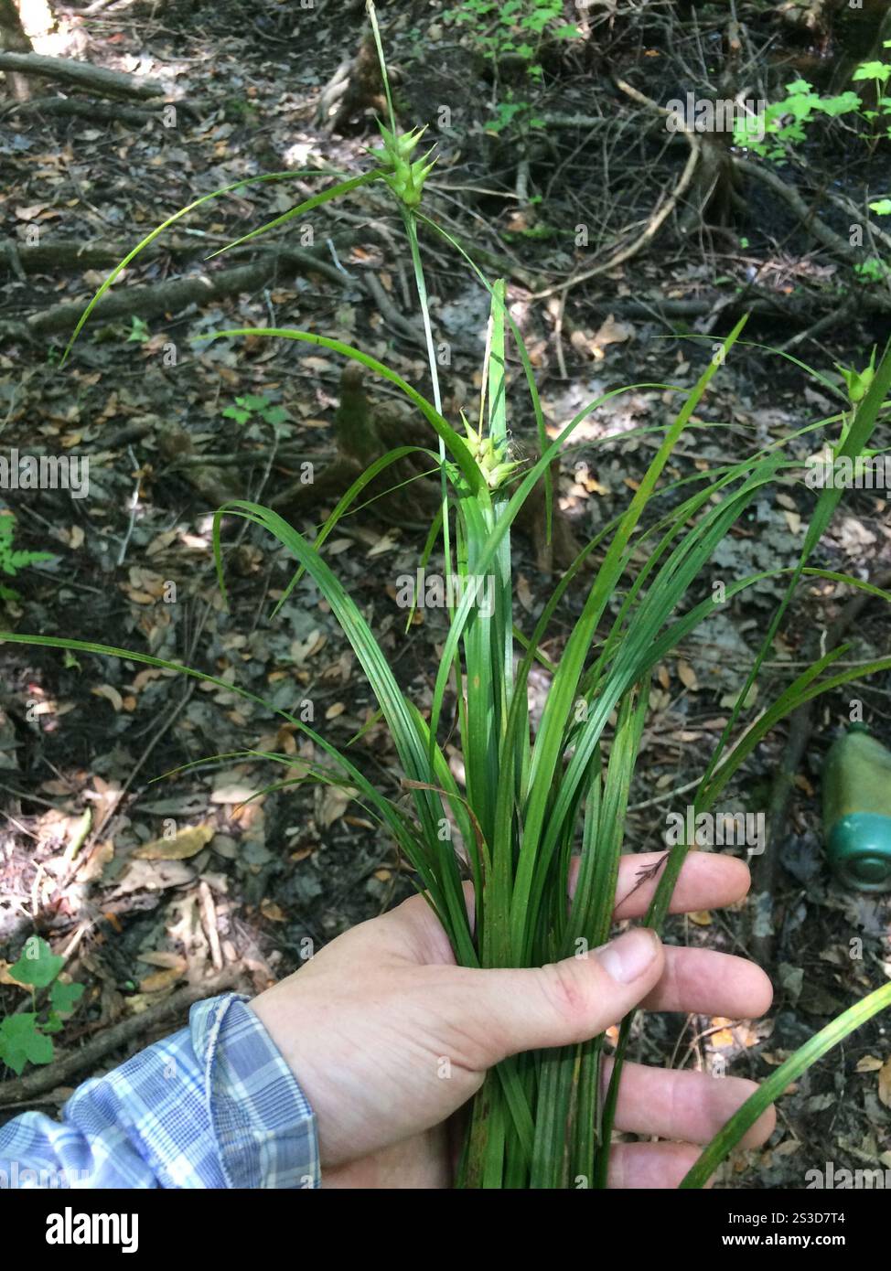 bladder sedge (Carex intumescens Stock Photo - Alamy