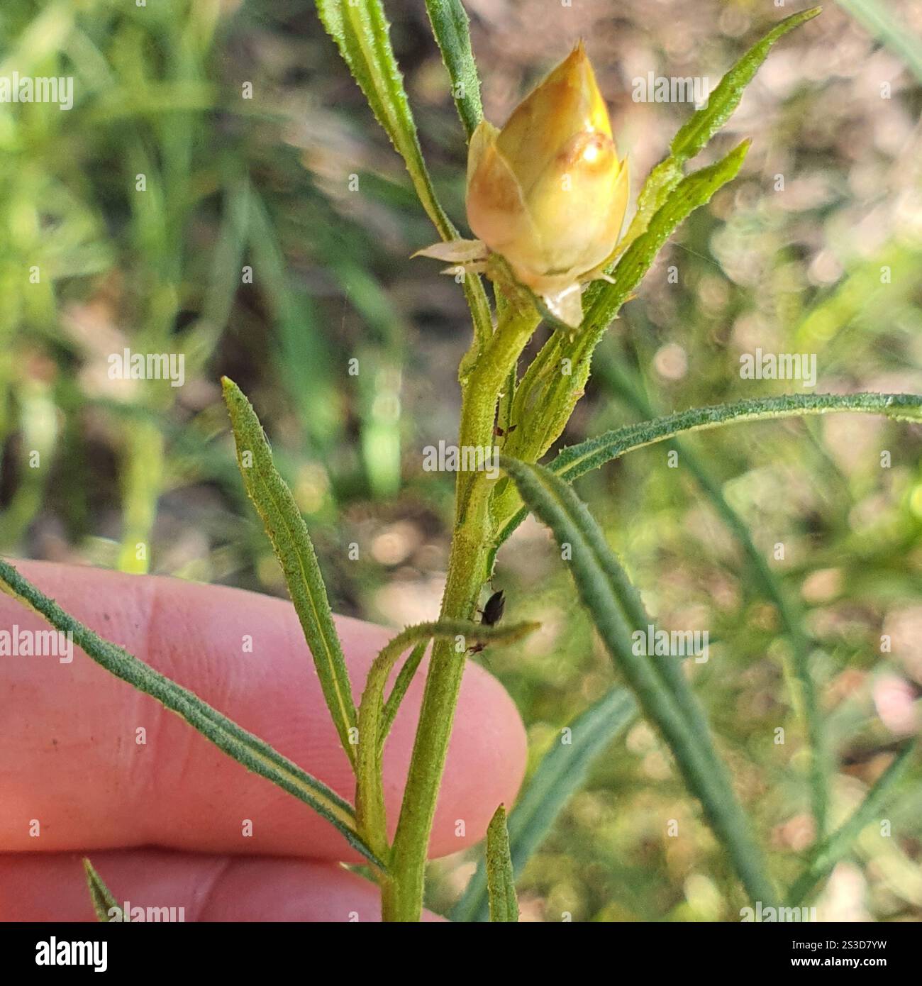 sticky everlasting (Xerochrysum viscosum Stock Photo - Alamy