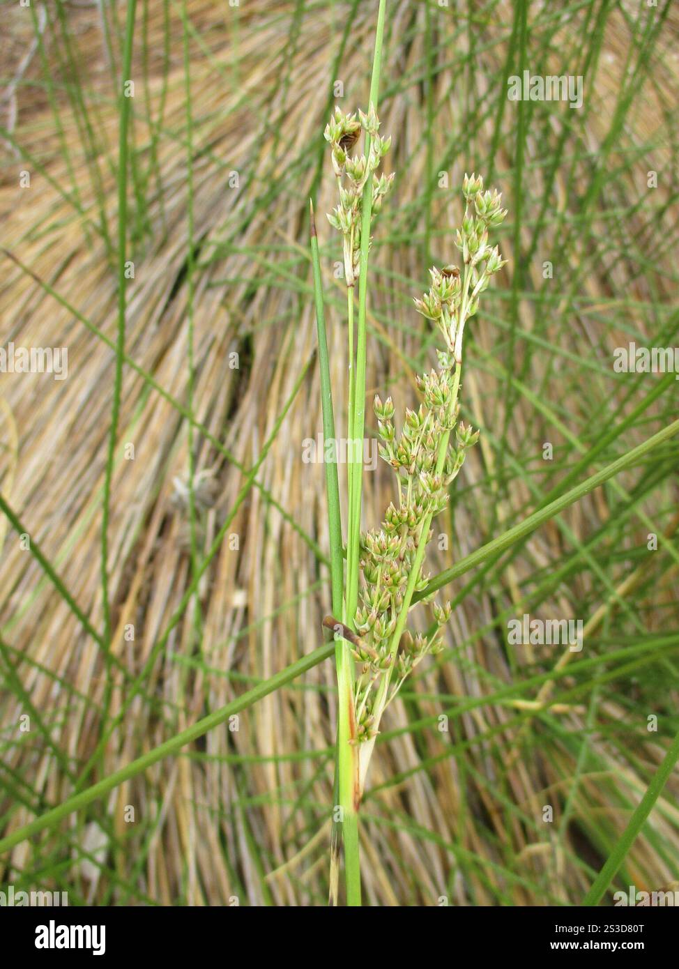 Salt Rush (Juncus rigidus Stock Photo - Alamy