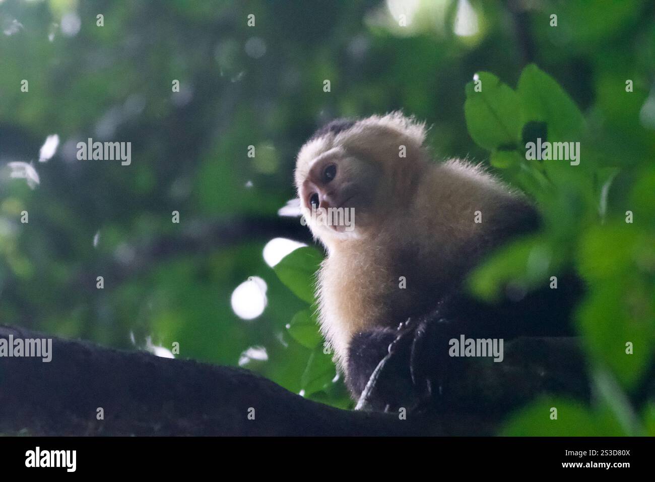 Colombian White-throated Capuchin (Cebus capucinus Stock Photo - Alamy