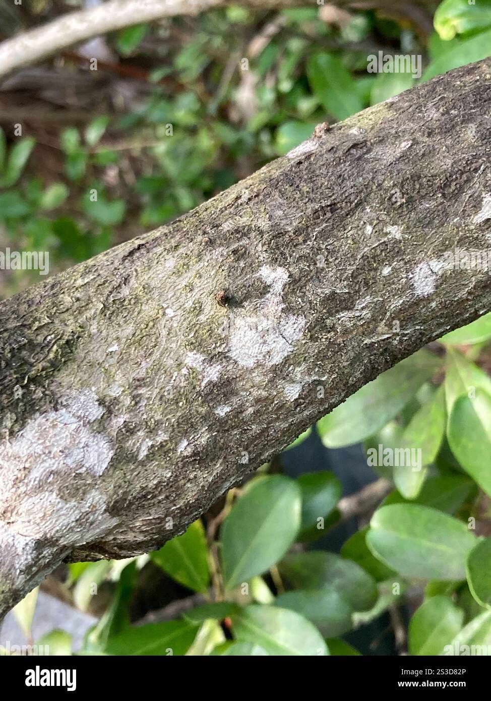 dahoon holly (Ilex cassine Stock Photo - Alamy