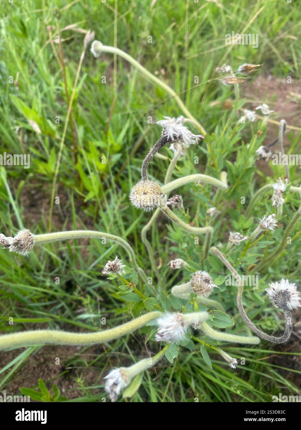 Yellowhead Curryflower (Lasiosiphon kraussianus Stock Photo - Alamy