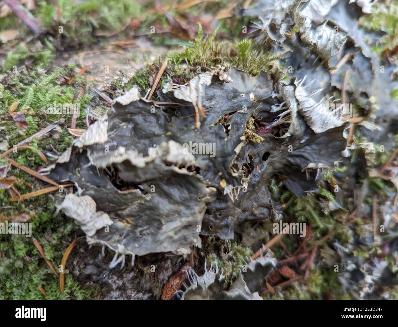 dog pelt lichen (Peltigera canina Stock Photo - Alamy
