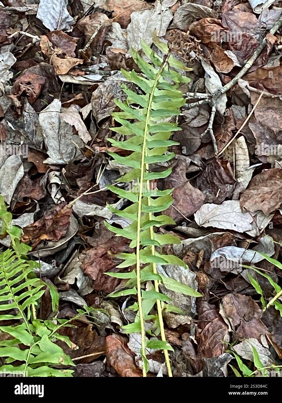 Christmas fern (Polystichum acrostichoides Stock Photo - Alamy