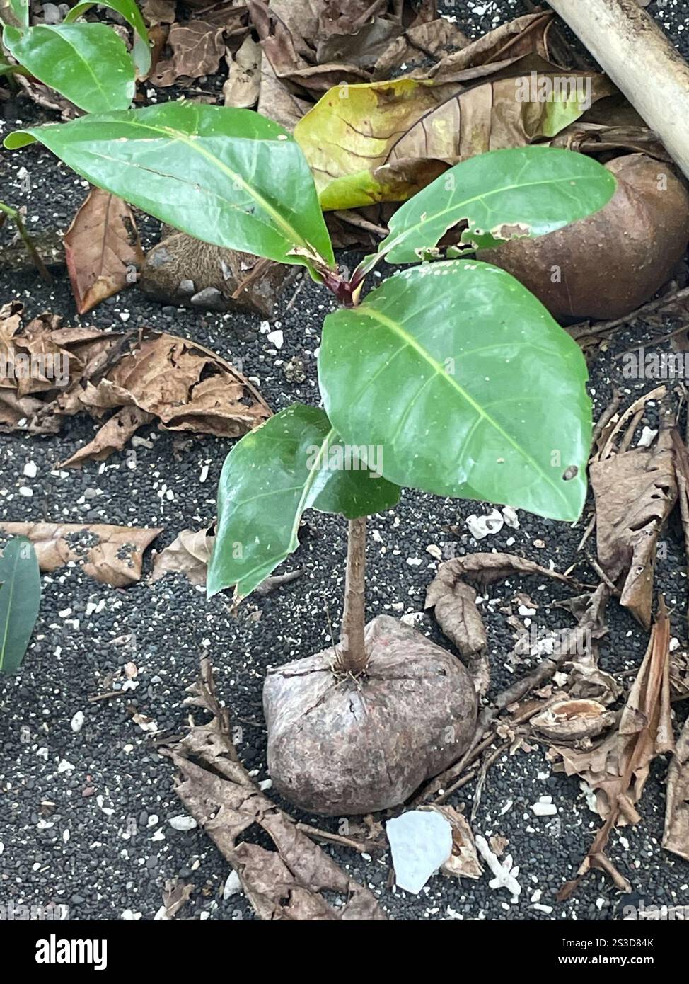 Fish Poison Tree (Barringtonia asiatica Stock Photo - Alamy