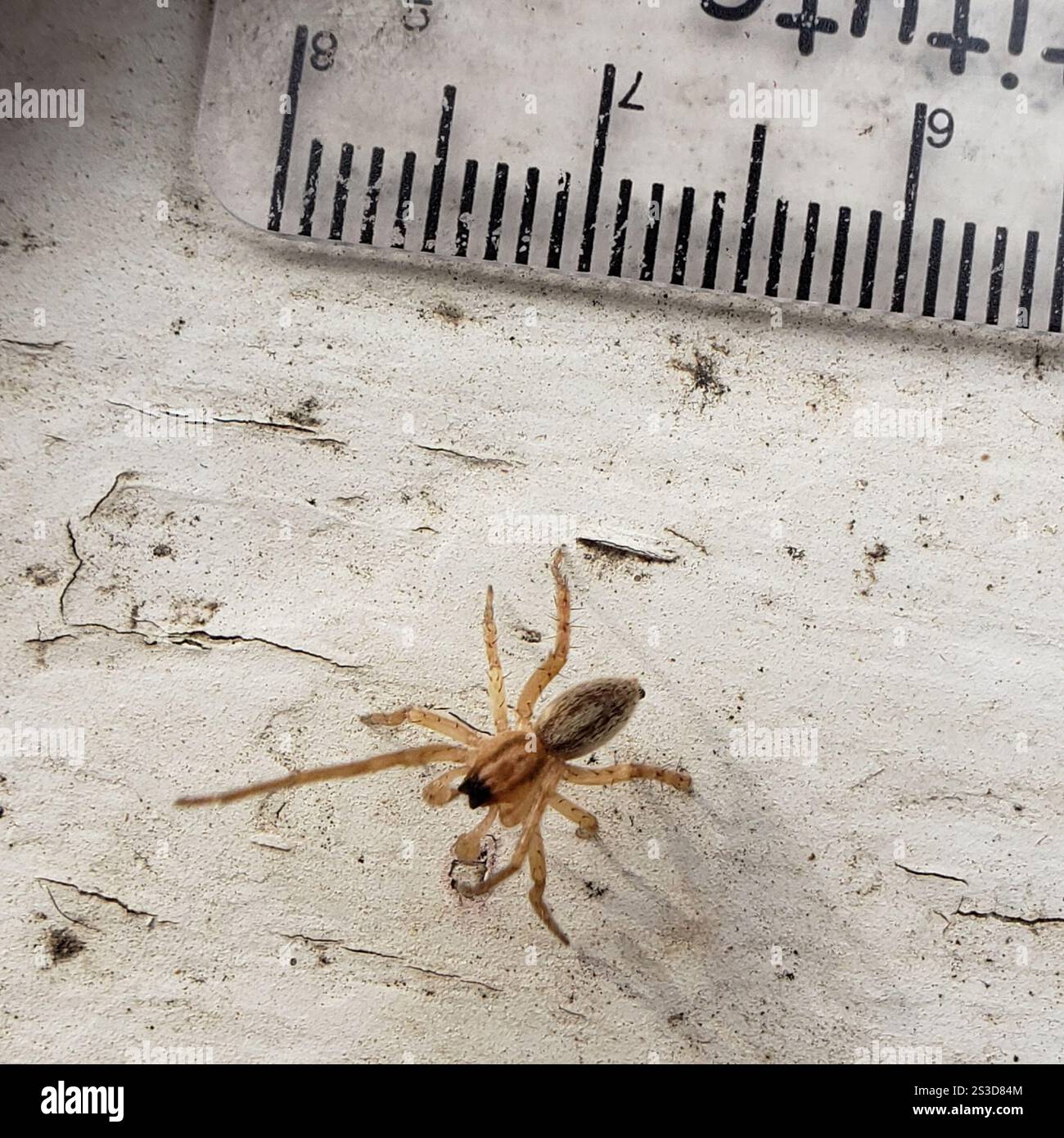 garden ghost spider (Hibana gracilis Stock Photo - Alamy