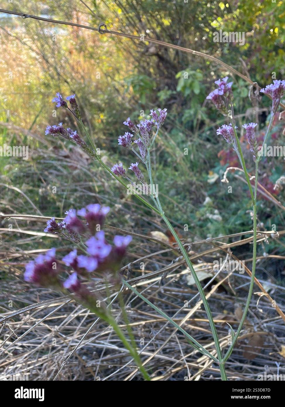 purpletop vervain (Verbena bonariensis Stock Photo - Alamy
