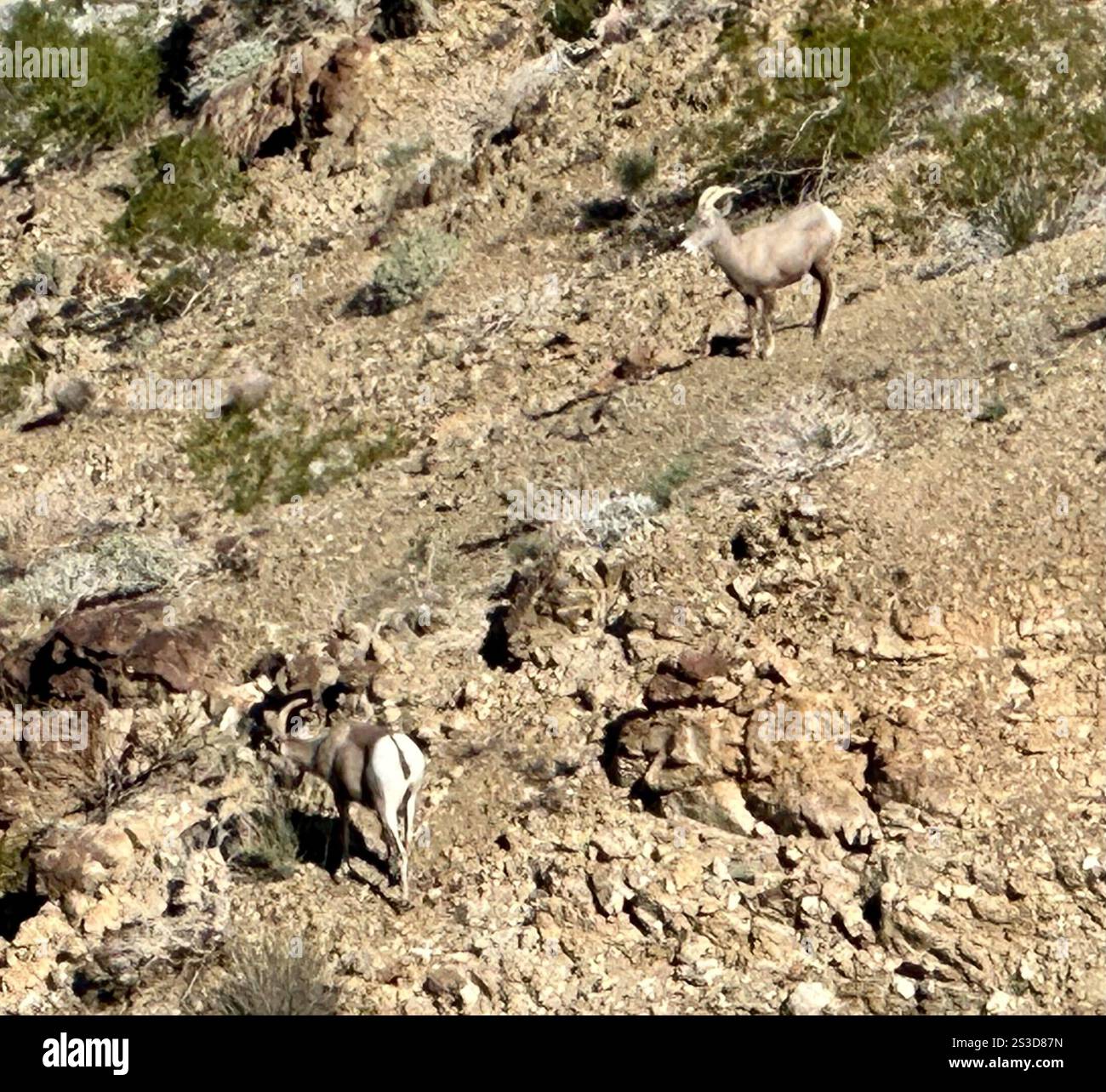 Desert Bighorn Sheep (Ovis canadensis nelsoni Stock Photo - Alamy