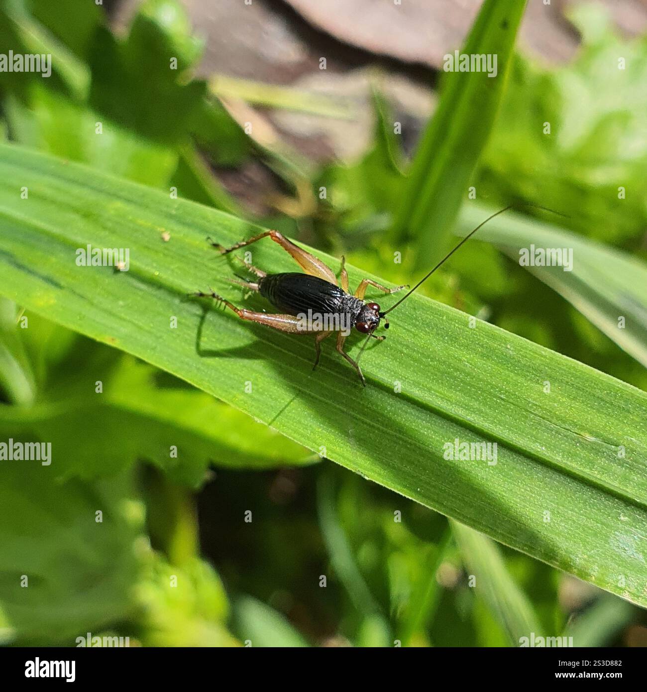 Trigs, Sword-tailed Crickets, and Ground Crickets (Trigonidiidae Stock ...