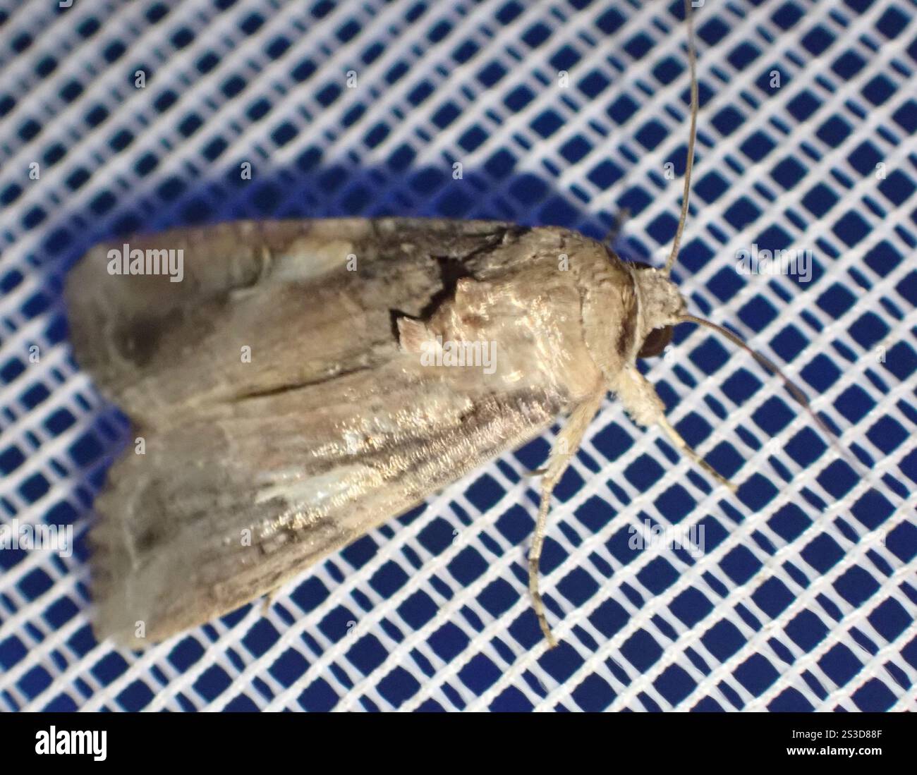 Owlet Moths and Allies (Noctuoidea Stock Photo - Alamy