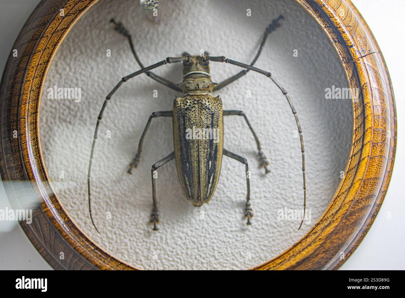 Featuring elongated lines hi-res stock photography and images - Alamy