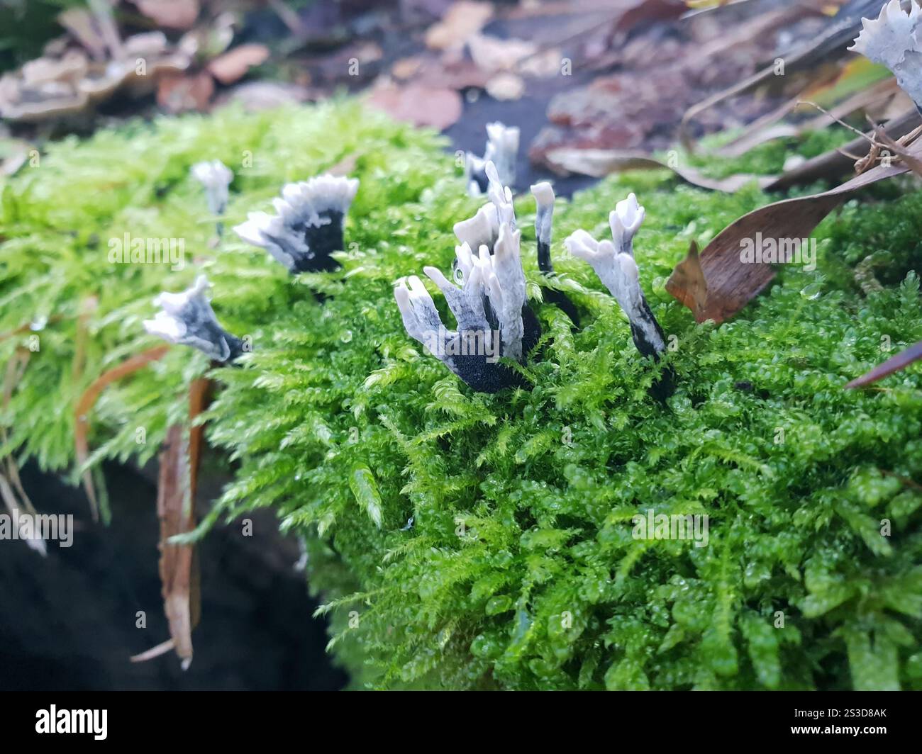 Candlesnuff Fungus (Xylaria hypoxylon Stock Photo - Alamy