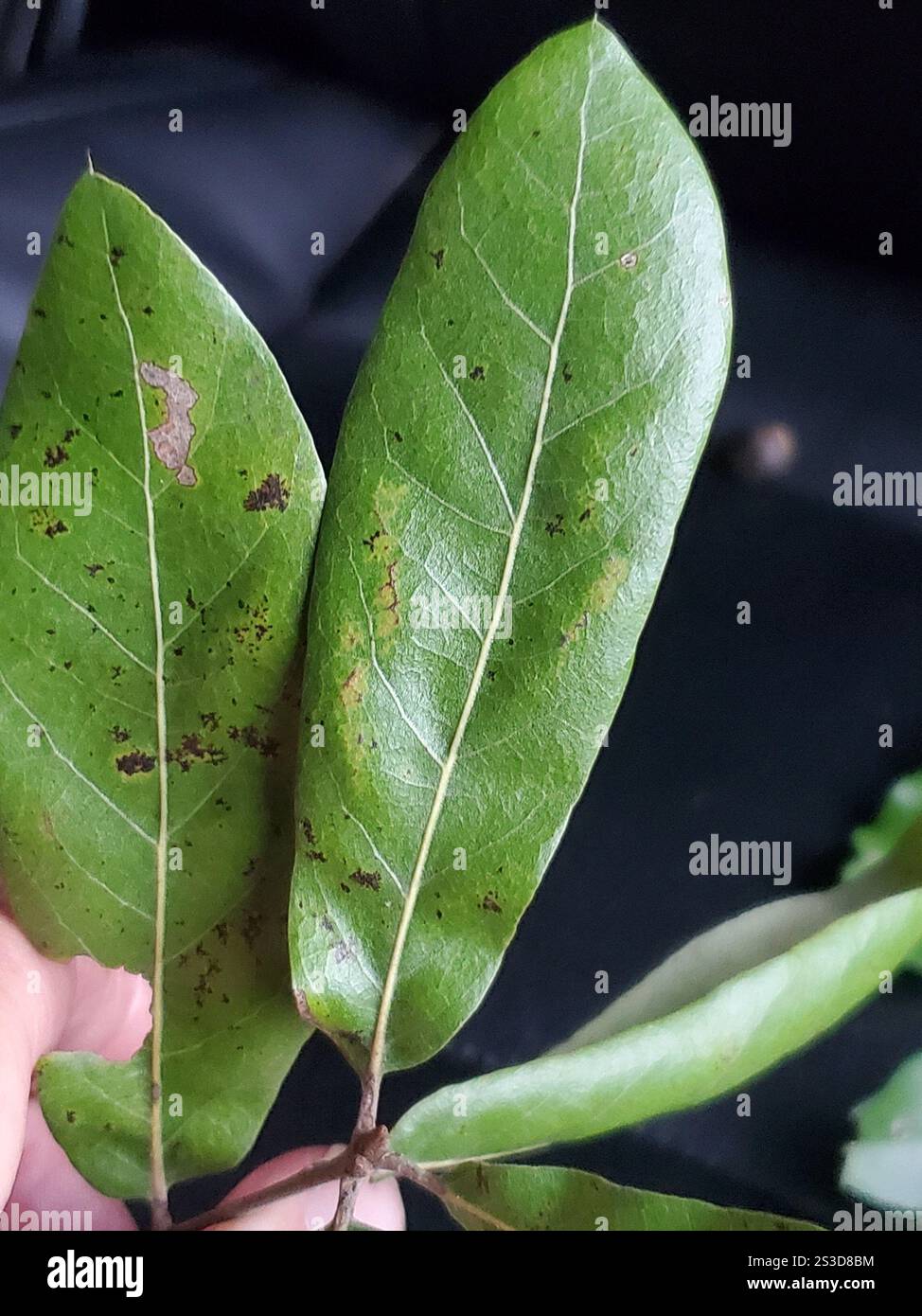 bluejack oak (Quercus incana Stock Photo - Alamy