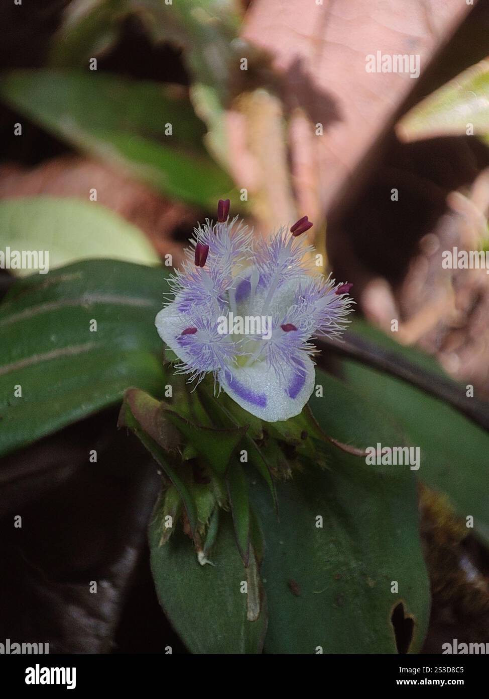 Blue Ears (Cyanotis Stock Photo - Alamy
