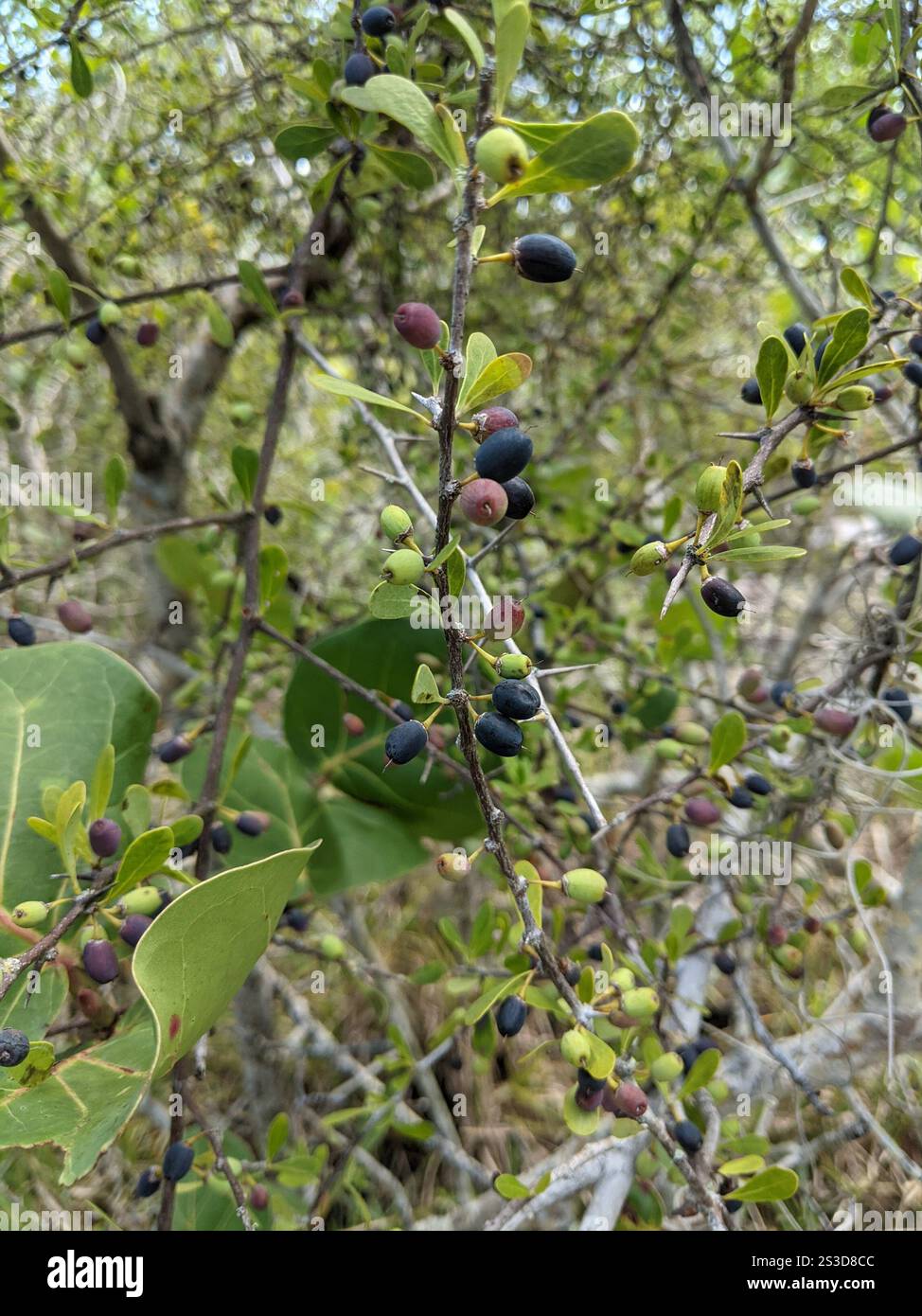 Coma (Sideroxylon celastrinum Stock Photo - Alamy