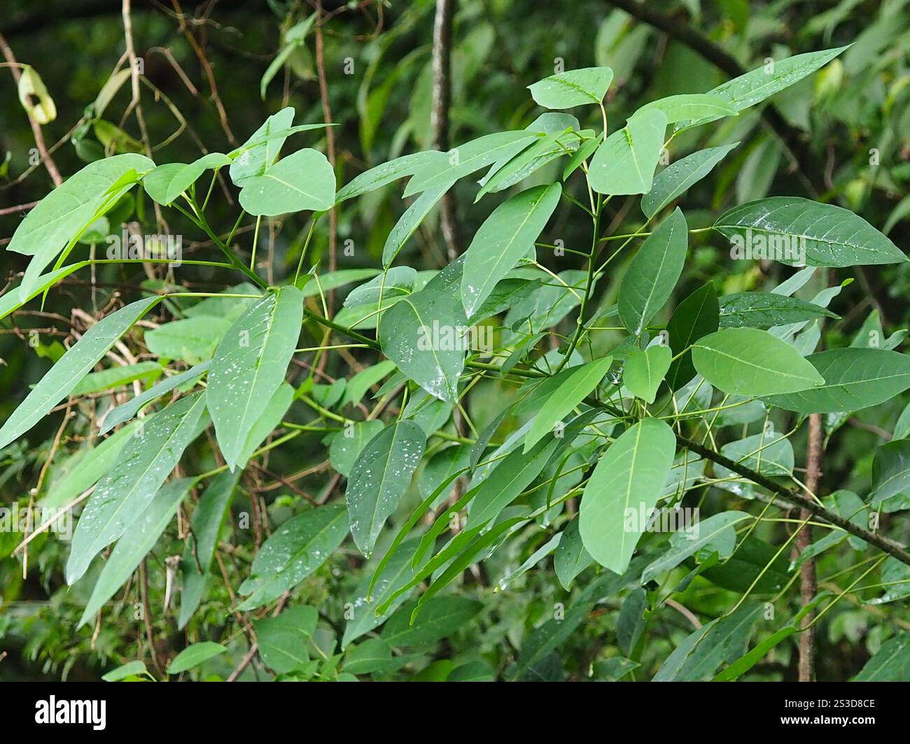 Mountain Tallow (Triadica cochinchinensis Stock Photo - Alamy