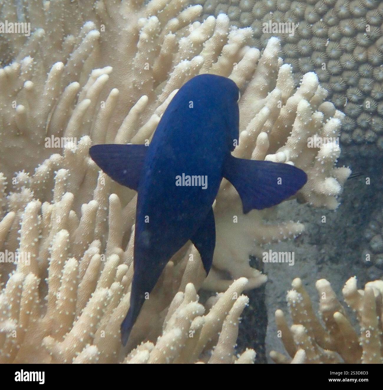 Black Damsel (Neoglyphidodon melas Stock Photo - Alamy