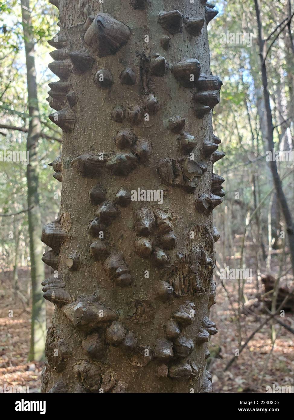 Hercules' club (Zanthoxylum clava-herculis Stock Photo - Alamy