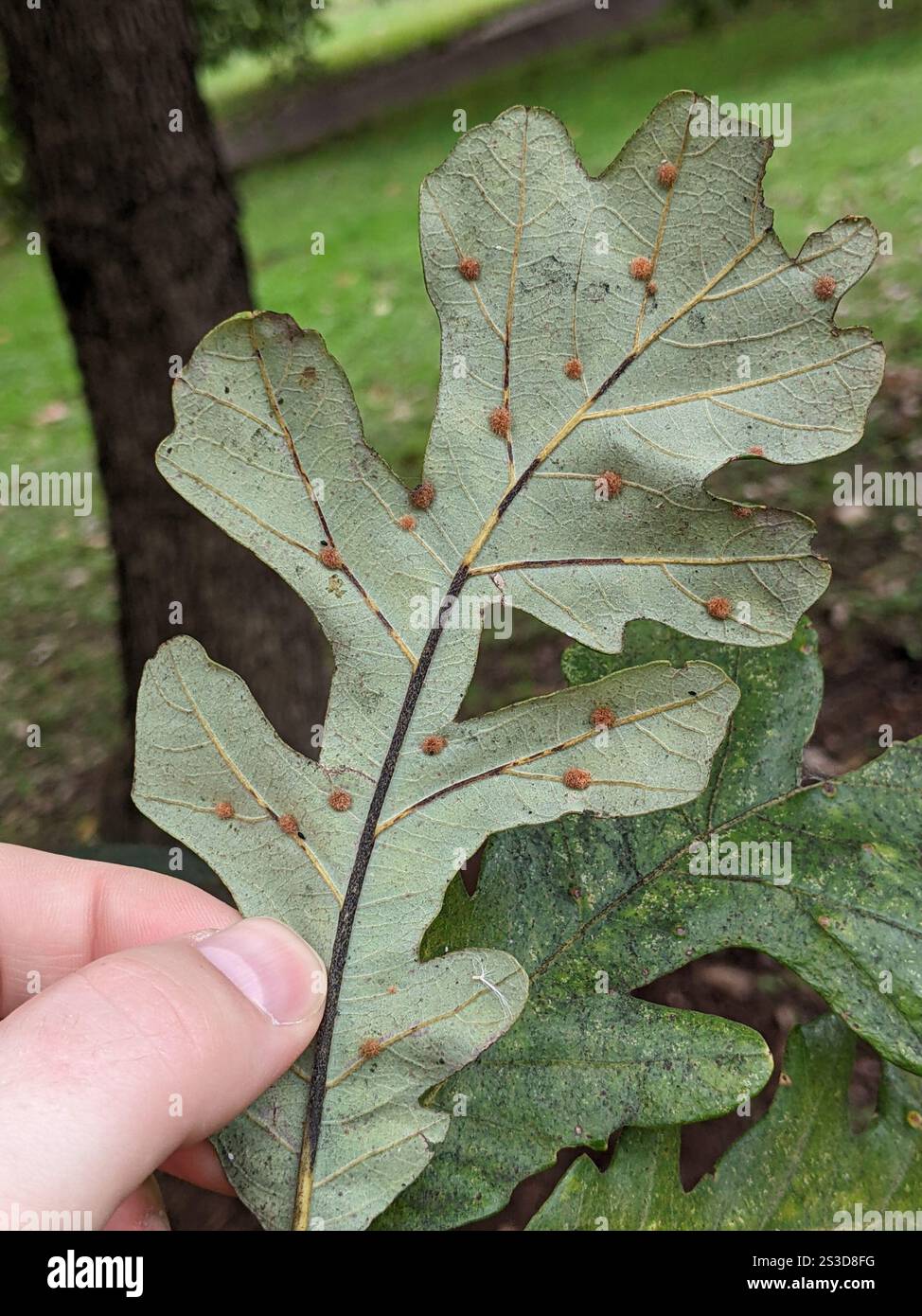 oak flake gall wasp (Neuroterus quercusverrucarum Stock Photo - Alamy
