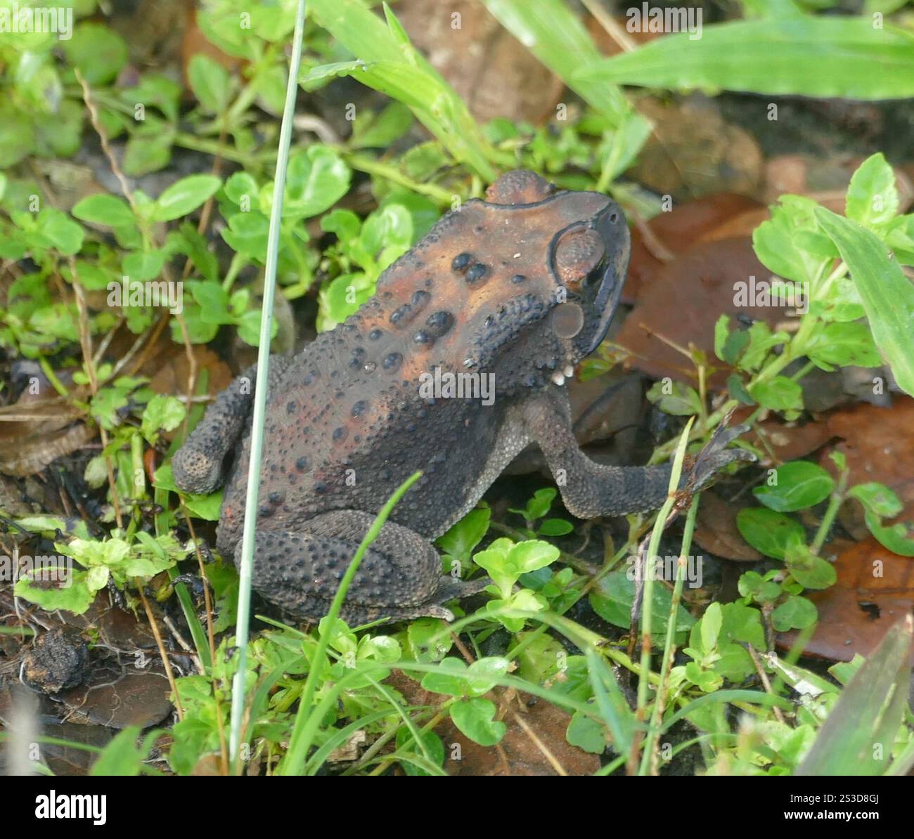 Asian Common Toad (Duttaphrynus melanostictus Stock Photo - Alamy