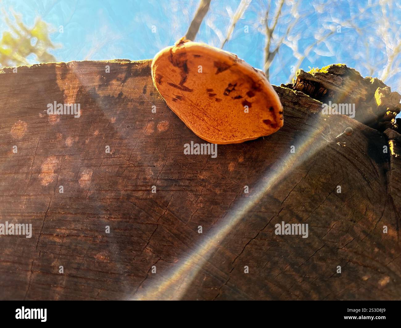 artist's bracket (Ganoderma applanatum Stock Photo - Alamy