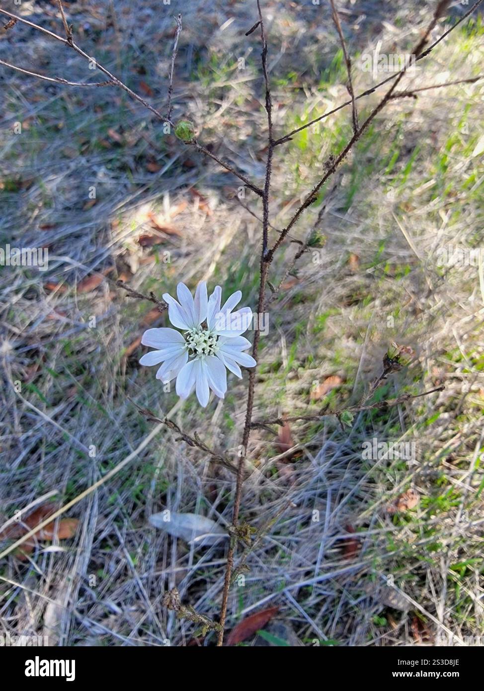 Hayfield Tarweed (Hemizonia congesta Stock Photo - Alamy